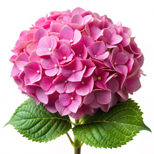 Pink Hydrangea on white background - Recraft
