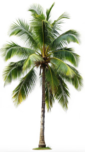 coconut Tree, no background. - Recraft