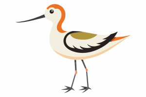 cute cartoon Avocet white background - Recraft