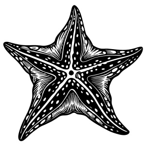 starfish crooked - Recraft