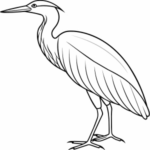 Bittern illustrations coloring page, line art, black lines, white ...