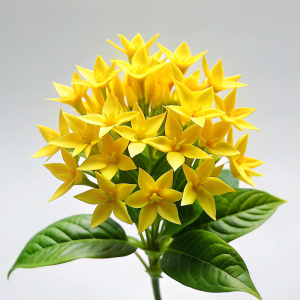 ultra realistic Pentas flowers yellow on white background - Recraft