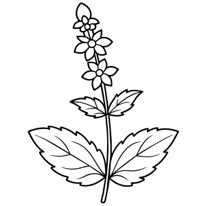 Catmint flower with stem and leaves illustration coloring page, line ...