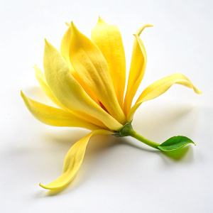 A yellow Champaka flower on white background - Recraft